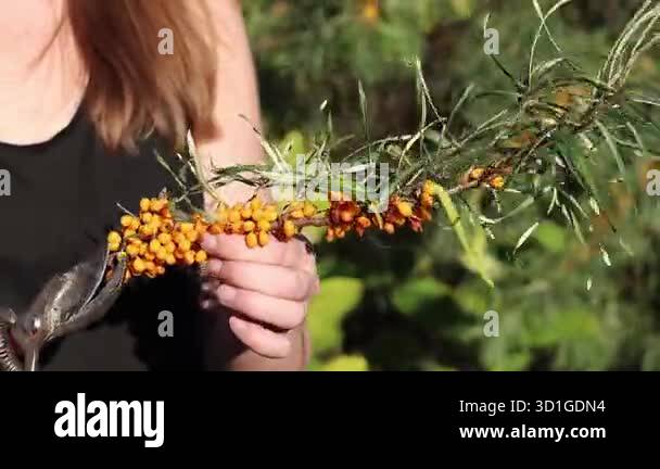 Trimming excess leaves from a cut sea buckthorn branch. Sea buckthorn ...