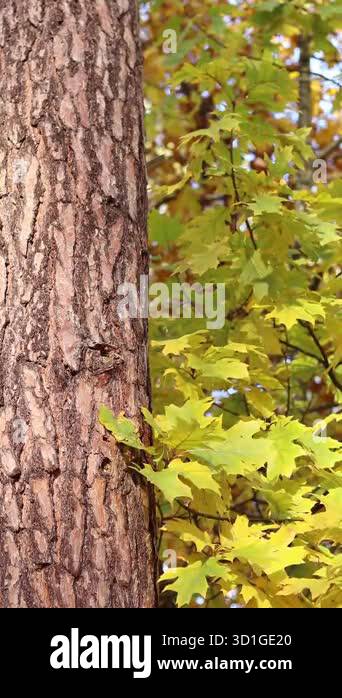 Tree trunk on a background of bright autumn forest. Pine trunk close-up ...