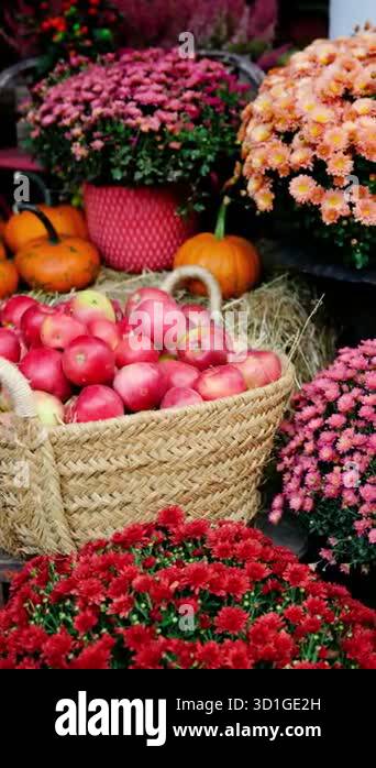 Apples display orchard Stock Videos & Footage - HD and 4K Video Clips ...