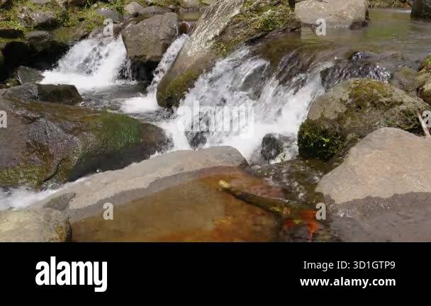 Crystal clear stream flowing continuously over rocky riverbed in a ...