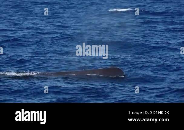 spermwhale breathing on blue sea surface slow motion in mediterranean ...