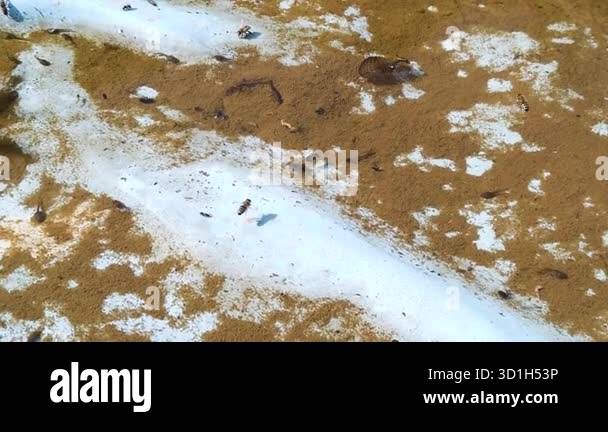 Froglets in a swamp. Baby frogs swimming underwater. Group of tadpoles ...