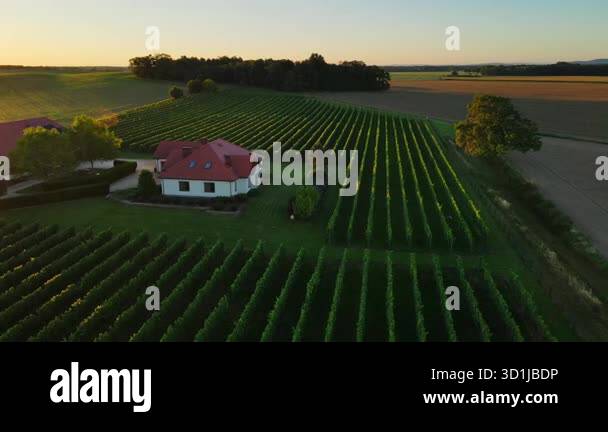 Small winery in sunlight, aerial view. Rows of vineyard and farmhouse ...