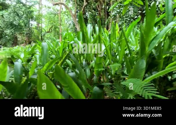 Dense greenery and serene water in Thailand Stock Video Footage - Alamy