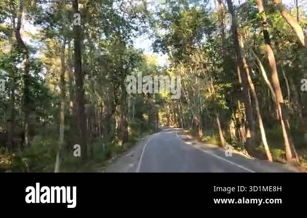 Peaceful drive through sunlit forest Stock Videos & Footage - HD and 4K ...