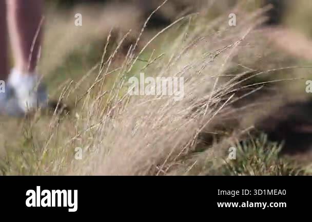 Person walking through tall grass in West Sussex Stock Video Footage ...