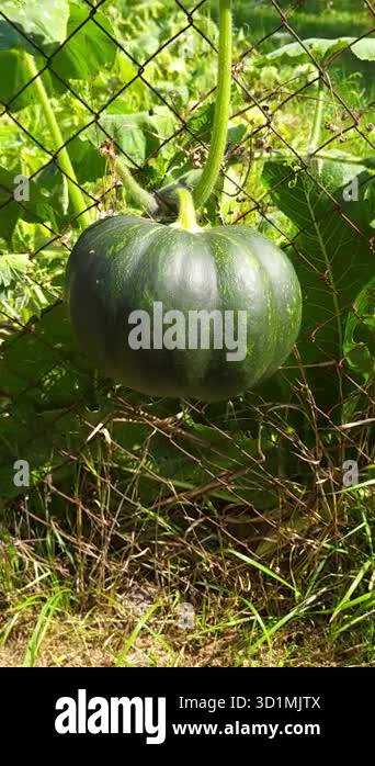 Small green pumpkin growing on a bush near a metal fence. Parallax ...