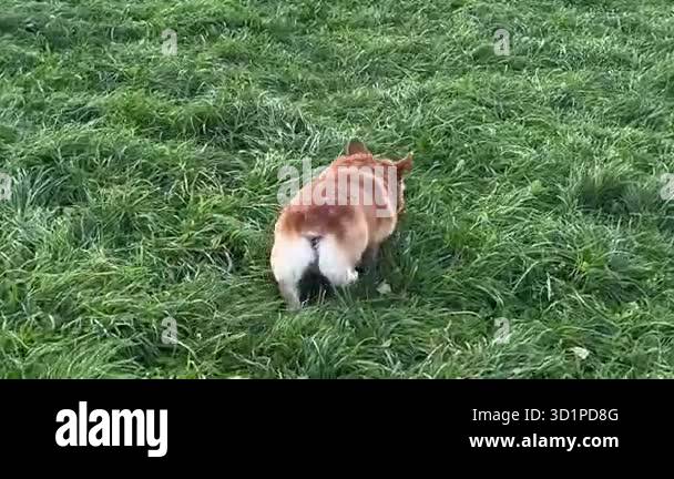 A close-up of a Pembroke Welsh Corgi running in a field. High quality ...
