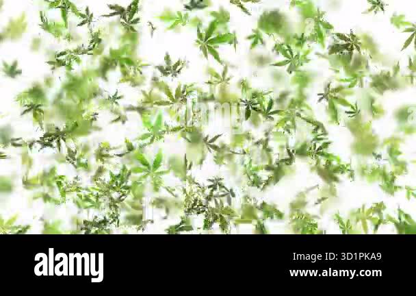 Cannabis Explosion. Animation of green marijuana leaves exploding like ...