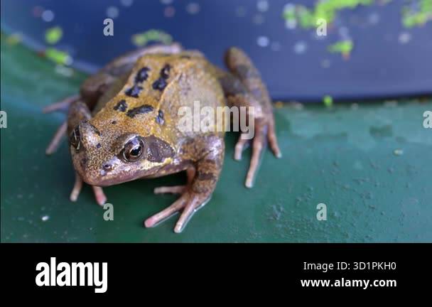 The common frog is a semi aquatic amphibian and a largely terrestrial ...