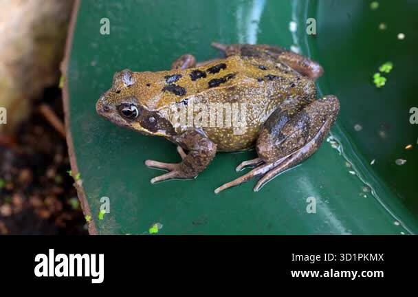 The common frog is a semi aquatic amphibian and a largely terrestrial ...