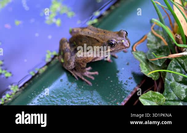 The common frog is a semi aquatic amphibian and a largely terrestrial ...