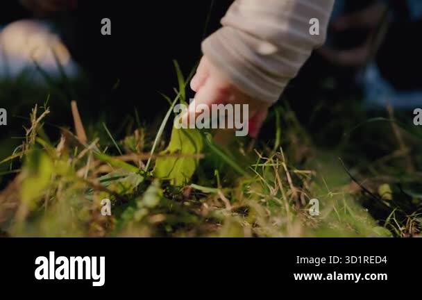 A tender moment captured as a small child explores nature, gently ...