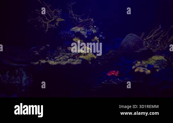 A mesmerizing underwater scene of a coral reef in the dark ocean depths ...