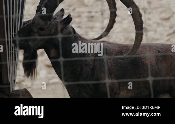A majestic Markhor goat stands behind a wire fence, its impressive ...