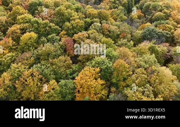 Aerial view of colorful autumn forest trees from Romanian hills Stock ...