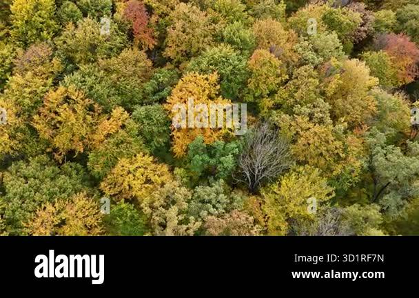 Aerial view of colorful autumn forest trees from Romanian hills Stock ...
