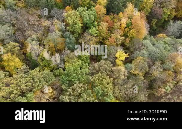 Aerial view of colorful autumn forest trees from Romanian hills Stock ...
