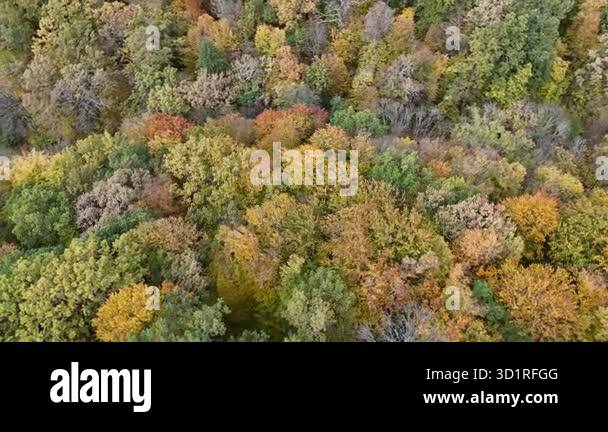 Aerial view of colorful autumn forest trees from Romanian hills Stock ...