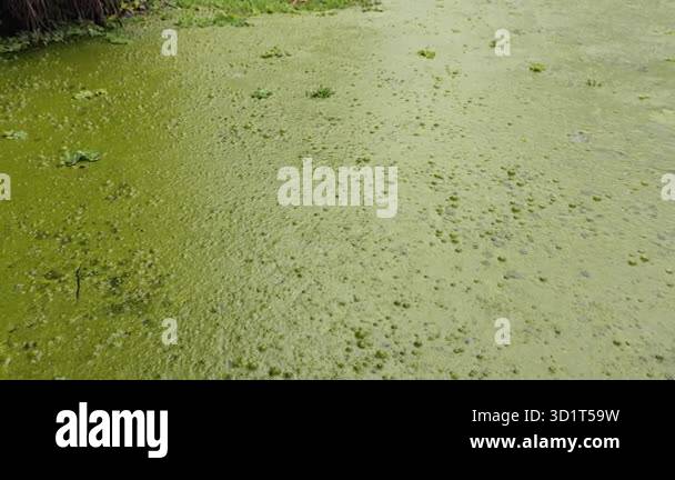 An algae bloom covers the pond surface, formed by a mix of warm water ...