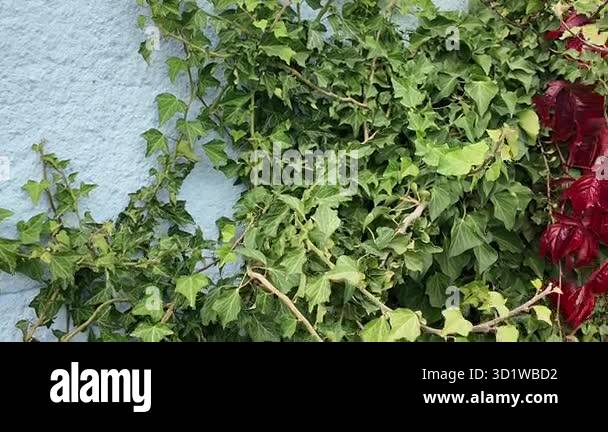 A view of climbing ivy and Virginia creeper. The concept of autumn ...