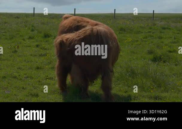 Scottish Highland cattle graze in a meadow on a sunny day in Orkney ...