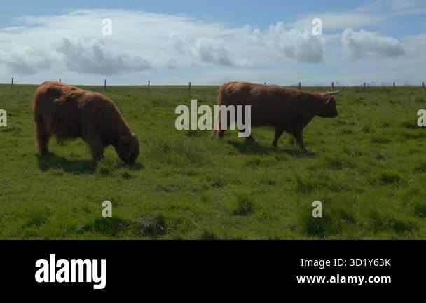 Scottish Highland cattle graze in a meadow on a sunny day in Orkney ...