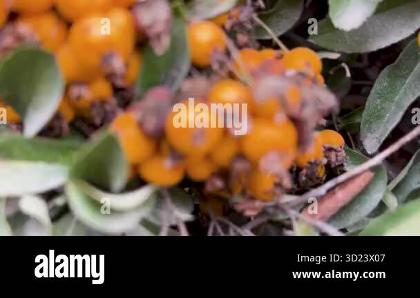 A close-up view of a dense pyracantha firethorn hedge, heavily laden ...
