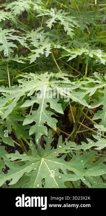 Macro photography fresh papaya Stock Videos & Footage - HD and 4K Video ...