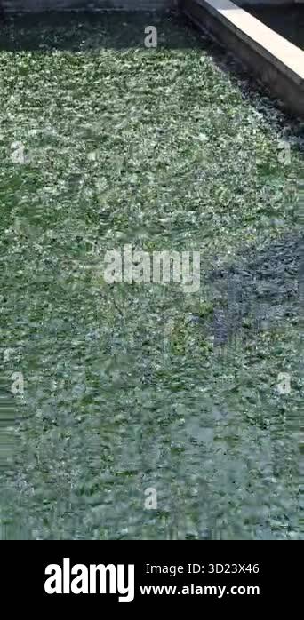 Catfish crowding and splashing in a pond while competing for food ...