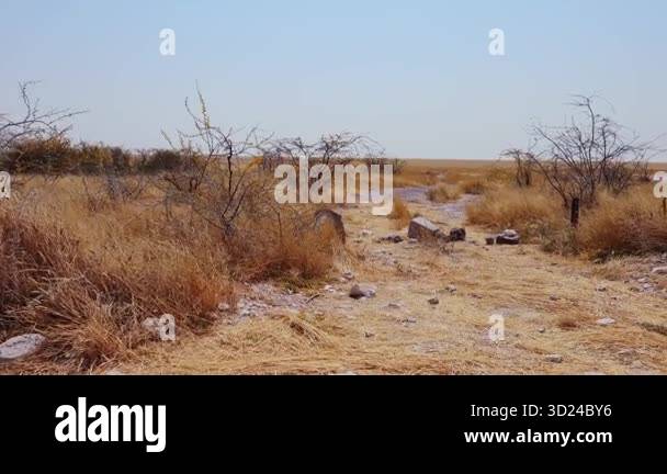 Savanna landscape north windhoek namibia Stock Videos & Footage - HD ...