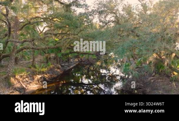 Beautiful tropical nature. Jungle rainforest with river between green ...