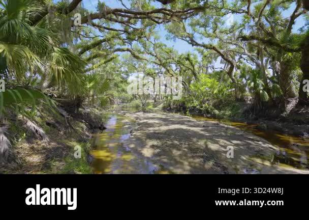 Florida jungle rainforest with river between green palm trees and wild ...