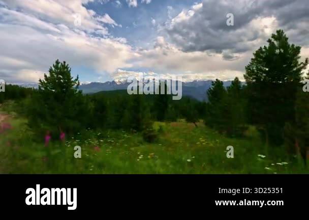 Fast off-road driving. View from the side window. Sparse pine forest on ...