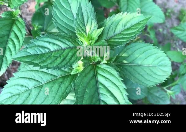 Close up video of fragrant green mint, peppermint plant blowing in wind ...