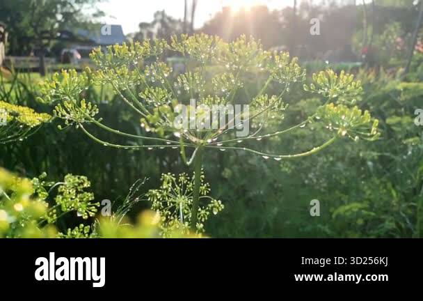 Sunny view of green dill, fennel plant blowing in wind in green garden ...