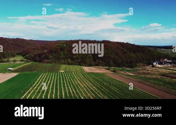 Sown fields on agricultural lands in summer aerial view. Camera panning ...