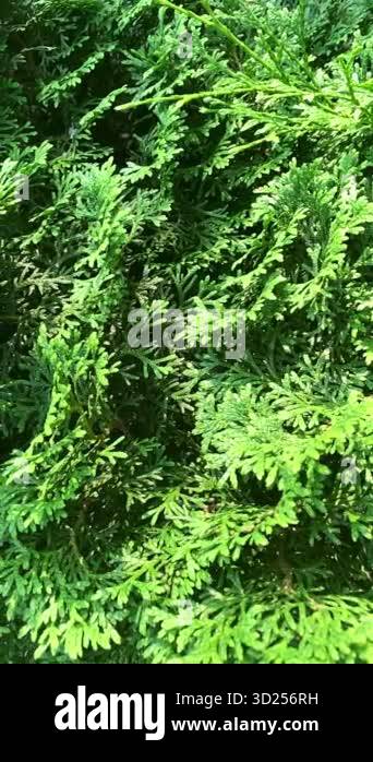 Pan left video of cedar, Thuja, arborvitae green plant bush, shrub ...