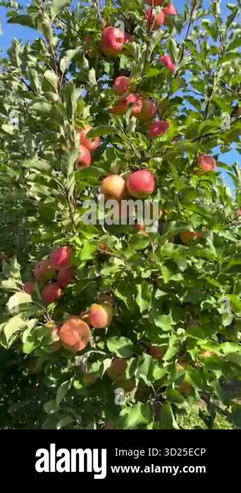 Orchards Glory: Lush green foliage densely populated with ripe, crimson ...