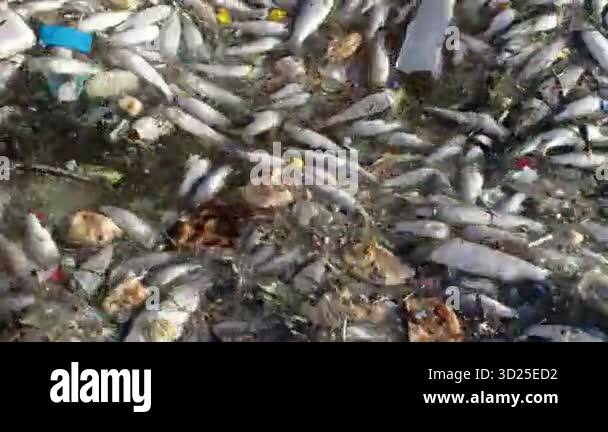 Dead Fish Amidst Ocean Pollution: A Stark Warning for Marine Life Stock ...