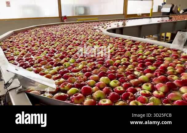 Akane red apples being rinsed after emerging from the water bath in a ...