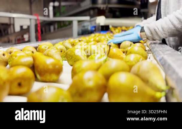 Female worker in gloves sorting conference pears on conveyor belt ...