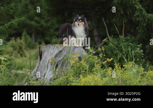 A Shetland Sheepdog stands tall on a forest stump surrounded by wild ...