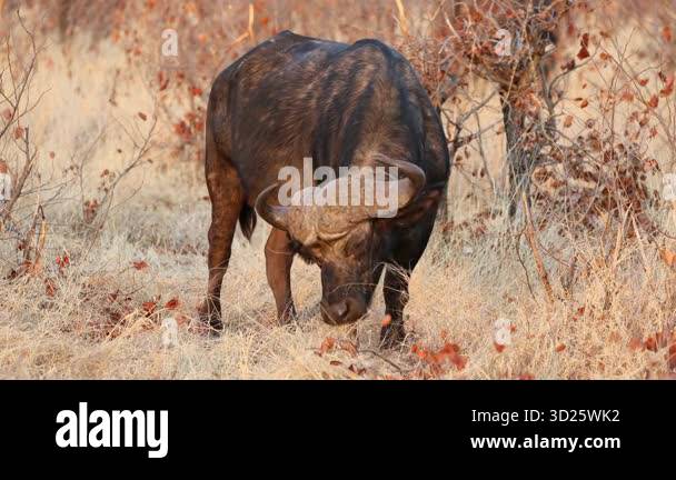 African buffalo bull kruger Stock Videos & Footage - HD and 4K Video ...