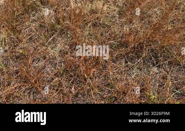 Peat stone wall Stock Videos & Footage - HD and 4K Video Clips - Alamy