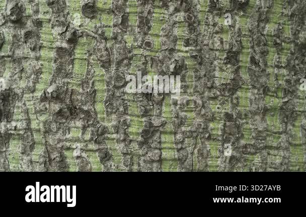 Close-up of dry cracked tree bark with deep texture. High quality 4k ...