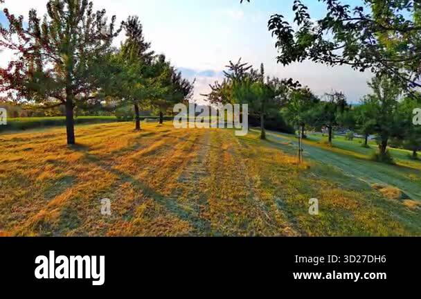 Large fruity green trees grow in rows in a rural agricultural farm ...