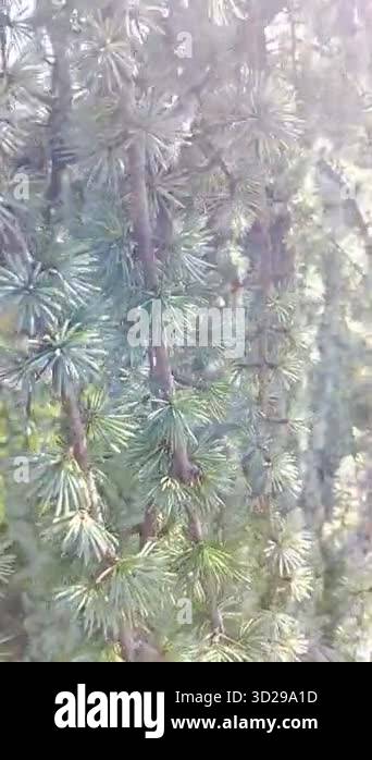 Atlas cedar (Cedrus atlantica), a large coniferous tree of the cedar ...