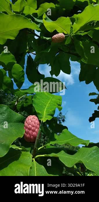 Magnolia brooklynensis (Sunsation). A hybrid tree with large tulip ...