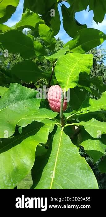 Magnolia brooklynensis (Sunsation). A hybrid tree with large tulip ...
